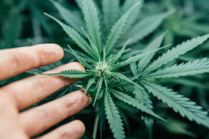 Cannabicyclol (CBL): Benefits, Side Effects, Dosage