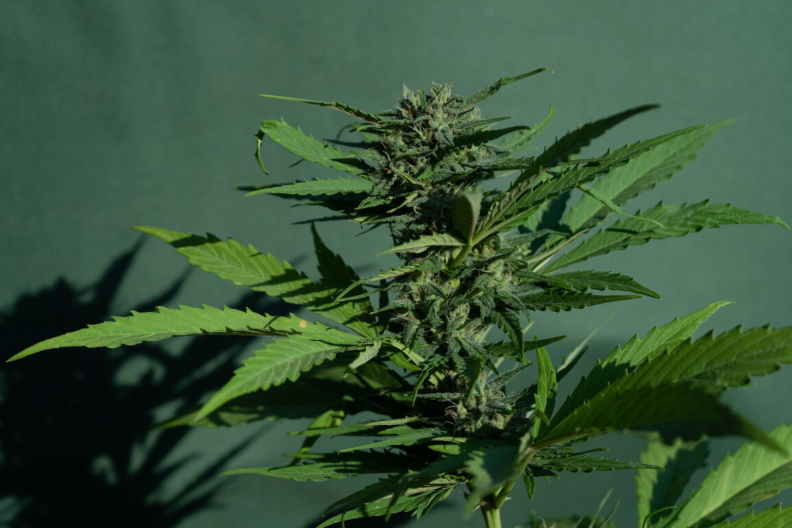 Is Delta-8 THC Legal in California? - CBD Oracle