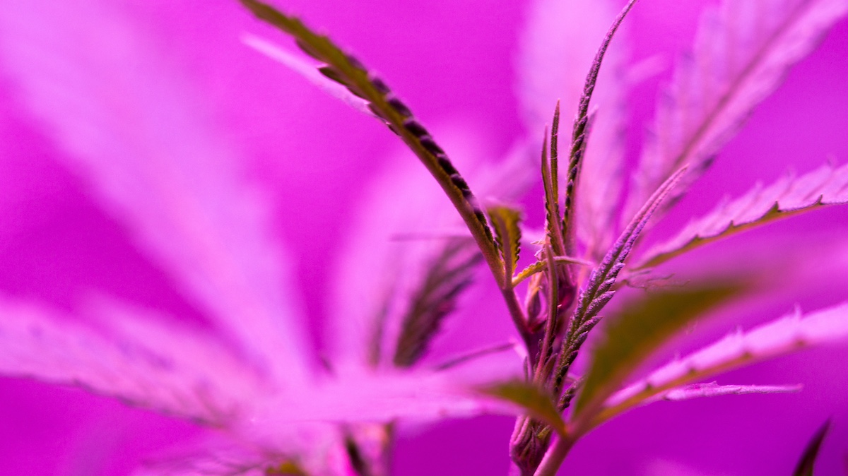 What Is Cannabicitran (CBTC)? Benefits, Effects, and Health Risks