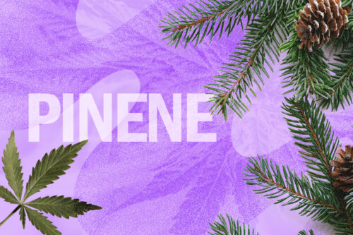 Pinene Terpene: Effects, Benefits, and Strains